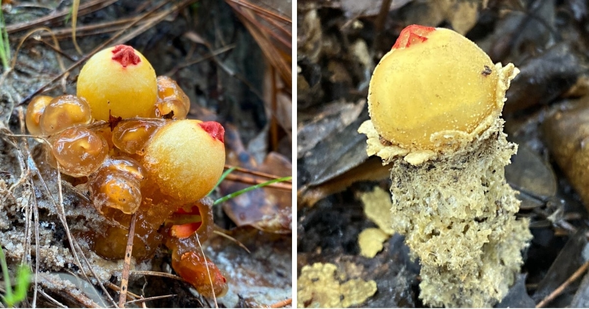 Stalked Puffballs: Calostoma Mushrooms Identification and Lookalikes ...