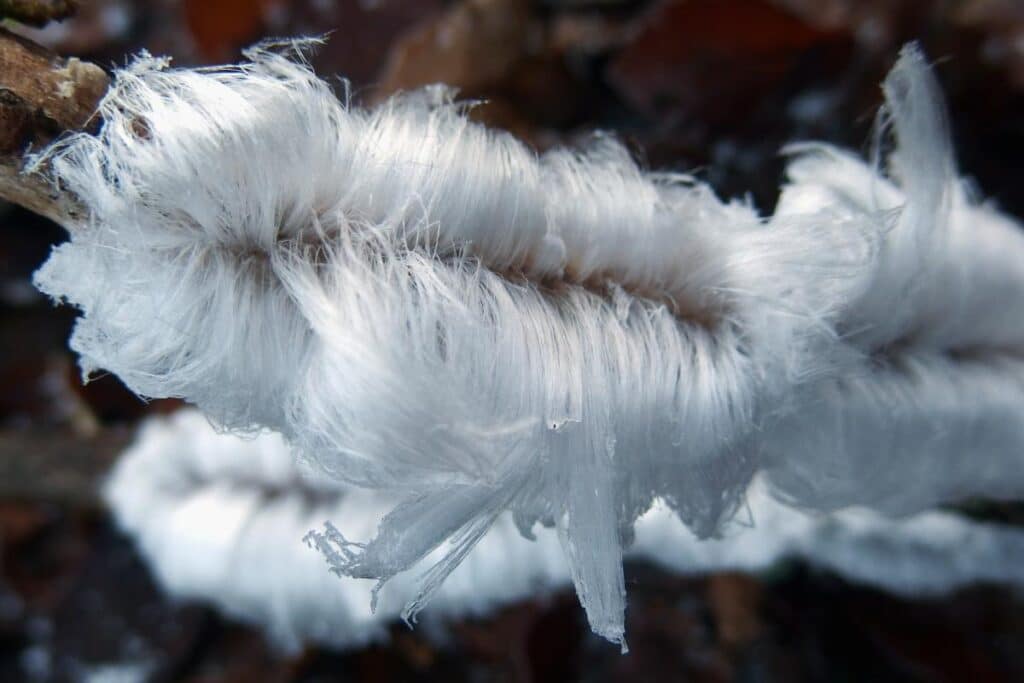 How Hair Ice Forms With The Help Of A Fungi Friend - Mushroom Appreciation