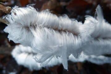 How Hair Ice Forms With The Help Of A Fungi Friend - Mushroom Appreciation