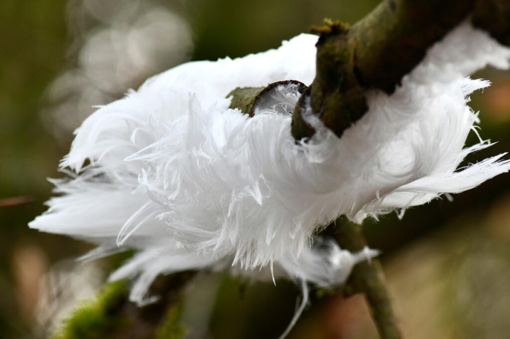 How Hair Ice Forms With The Help Of A Fungi Friend - Mushroom Appreciation