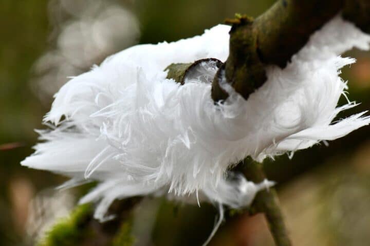 How Hair Ice Forms With The Help Of A Fungi Friend - Mushroom Appreciation