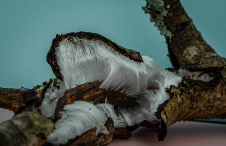 How Hair Ice Forms With The Help Of A Fungi Friend - Mushroom Appreciation