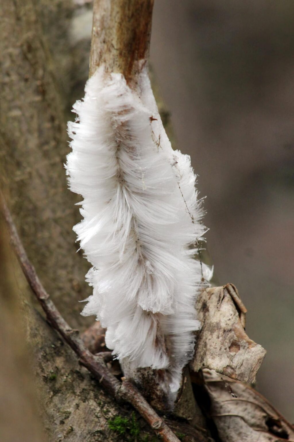 How Hair Ice Forms With The Help Of A Fungi Friend - Mushroom Appreciation