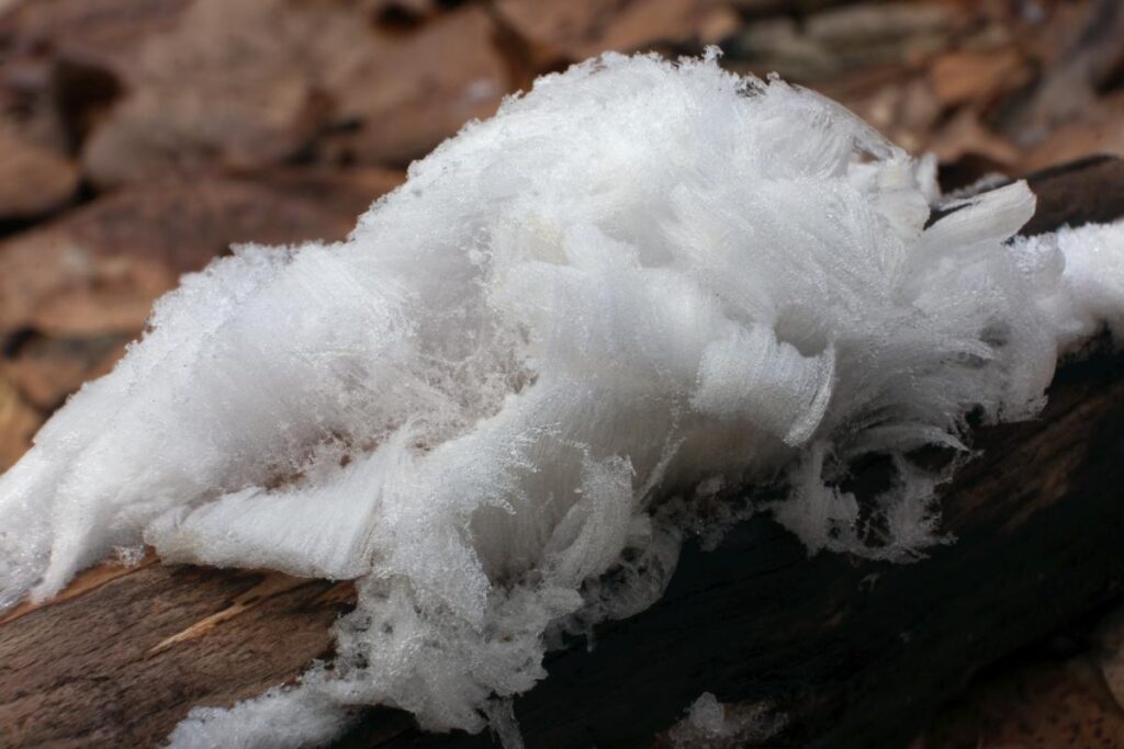 How Hair Ice Forms With The Help Of A Fungi Friend - Mushroom Appreciation