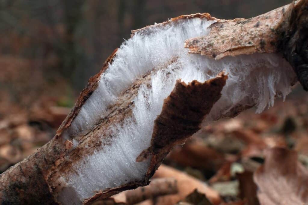 How Hair Ice Forms With The Help Of A Fungi Friend - Mushroom Appreciation