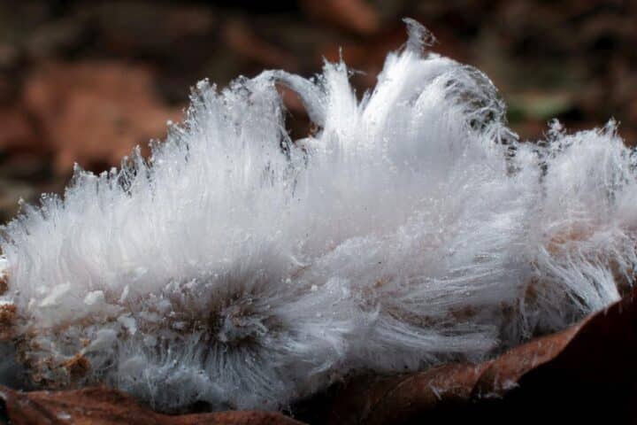 How Hair Ice Forms With The Help Of A Fungi Friend - Mushroom Appreciation