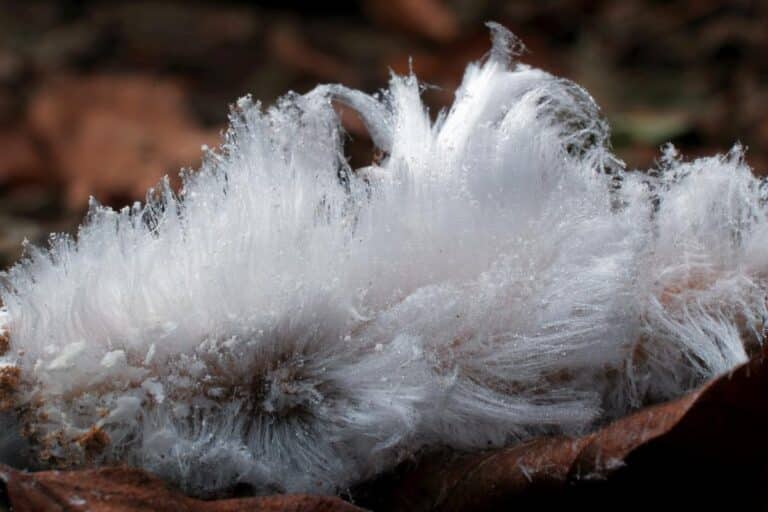 How Hair Ice Forms With The Help Of A Fungi Friend - Mushroom Appreciation