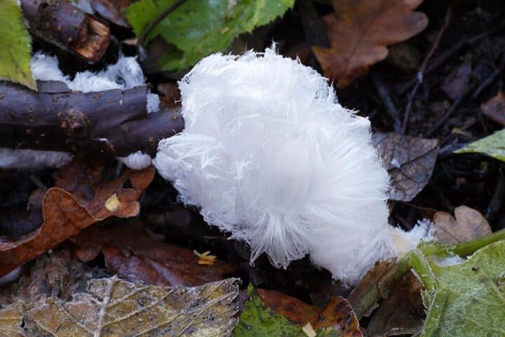 How Hair Ice Forms With The Help Of A Fungi Friend - Mushroom Appreciation