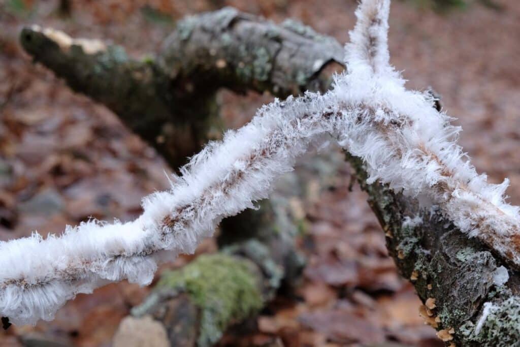 How Hair Ice Forms With The Help Of A Fungi Friend - Mushroom Appreciation