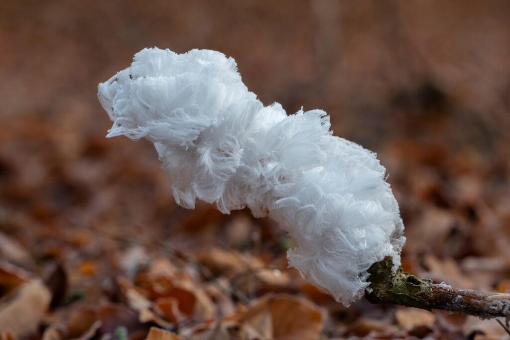 How Hair Ice Forms With The Help Of A Fungi Friend - Mushroom Appreciation