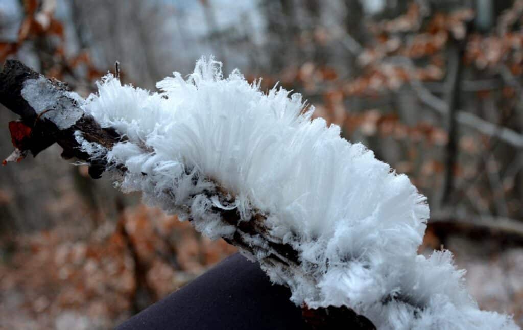 How Hair Ice Forms With The Help Of A Fungi Friend - Mushroom Appreciation