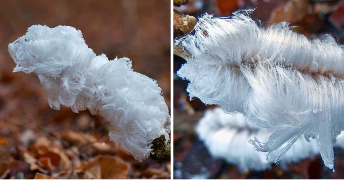 How Hair Ice Forms With The Help Of A Fungi Friend - Mushroom Appreciation