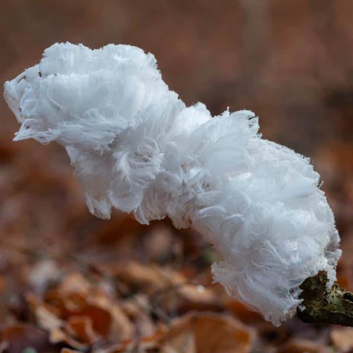 Mushroom Species - Mushroom Appreciation