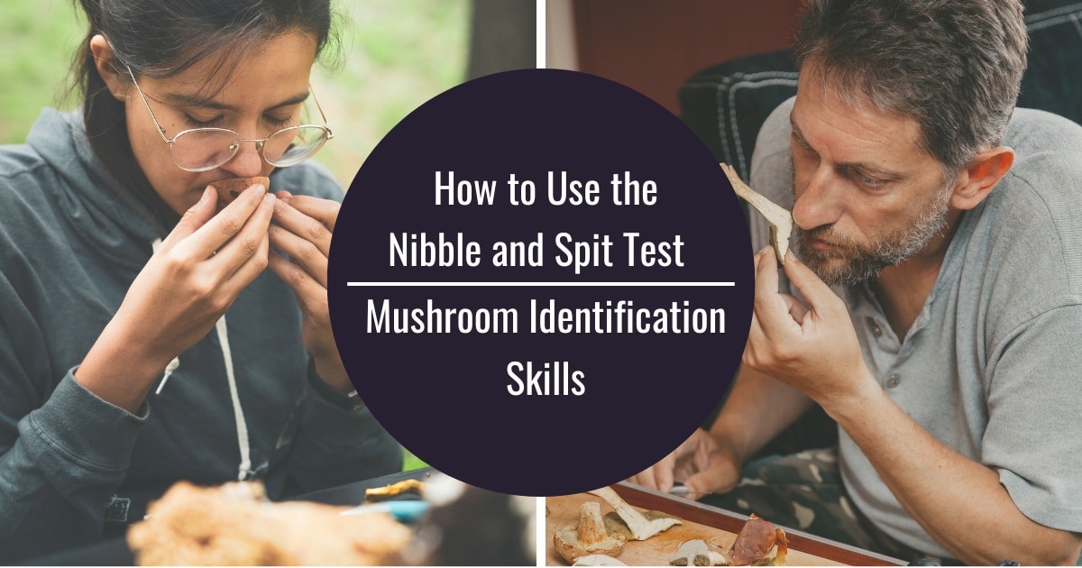 How to Use the Nibble and Spit Test for Mushroom Identification ...