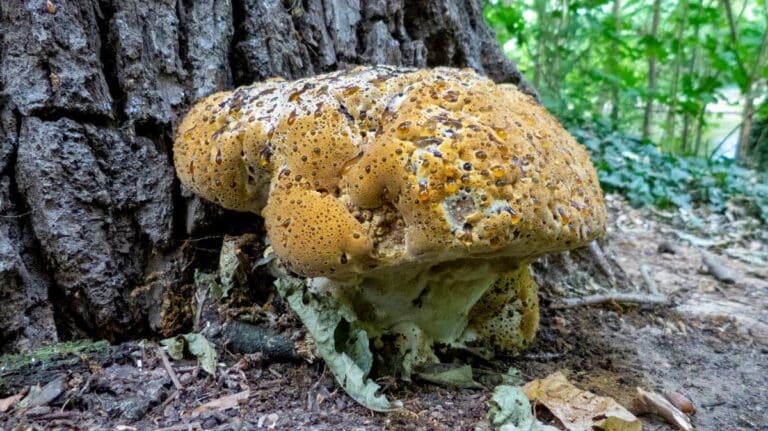 Oak Bracket Mushroom: Identification and Lookalikes - Mushroom Appreciation