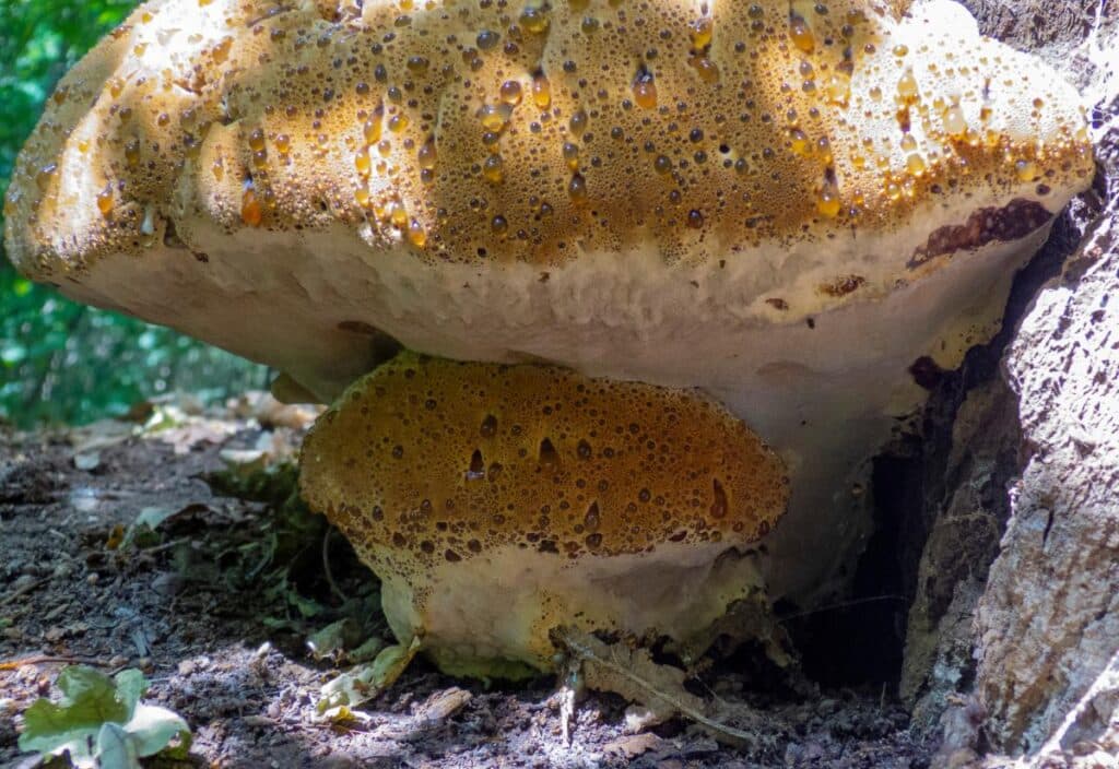 Oak Bracket Mushroom: Identification and Lookalikes - Mushroom Appreciation