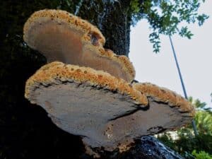 Oak Bracket Mushroom: Identification and Lookalikes - Mushroom Appreciation