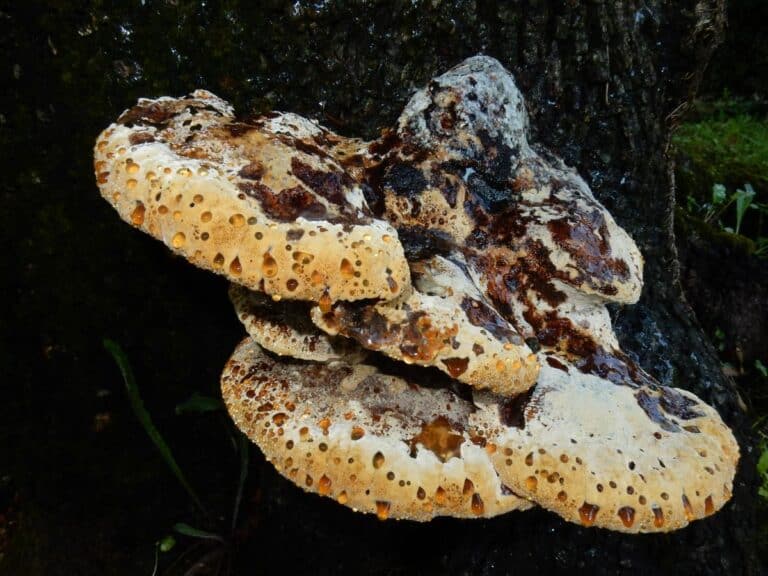 Oak Bracket Mushroom: Identification and Lookalikes - Mushroom Appreciation