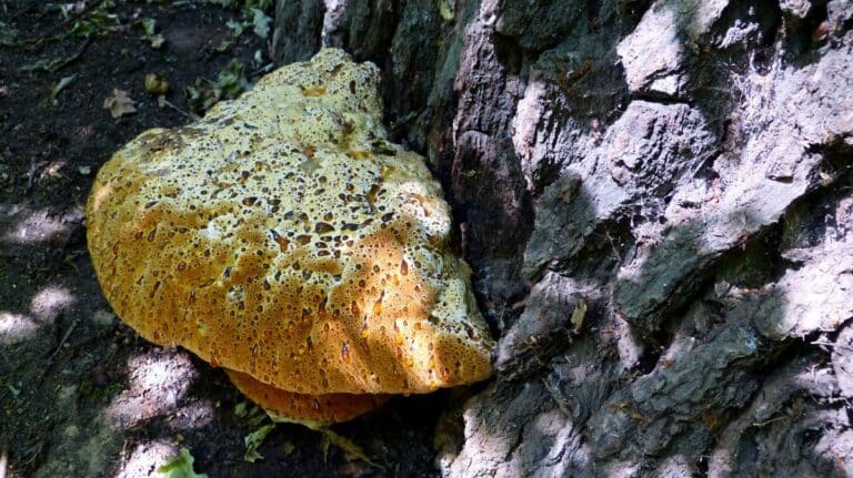Oak Bracket Mushroom: Identification and Lookalikes - Mushroom Appreciation