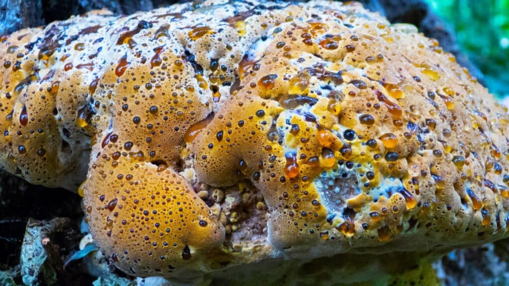 Oak Bracket Mushroom: Identification and Lookalikes - Mushroom Appreciation