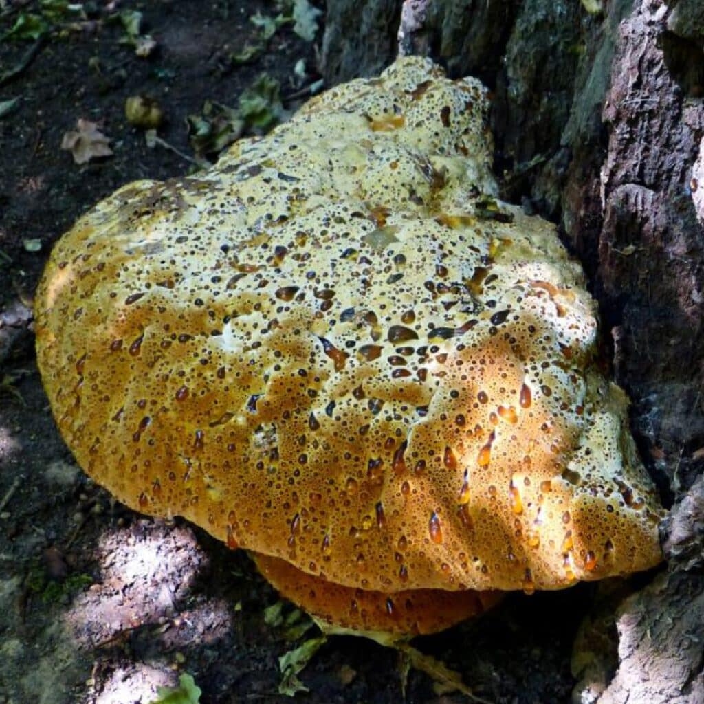 American Matsutake: Identification, Foraging, and Concerns - Mushroom ...
