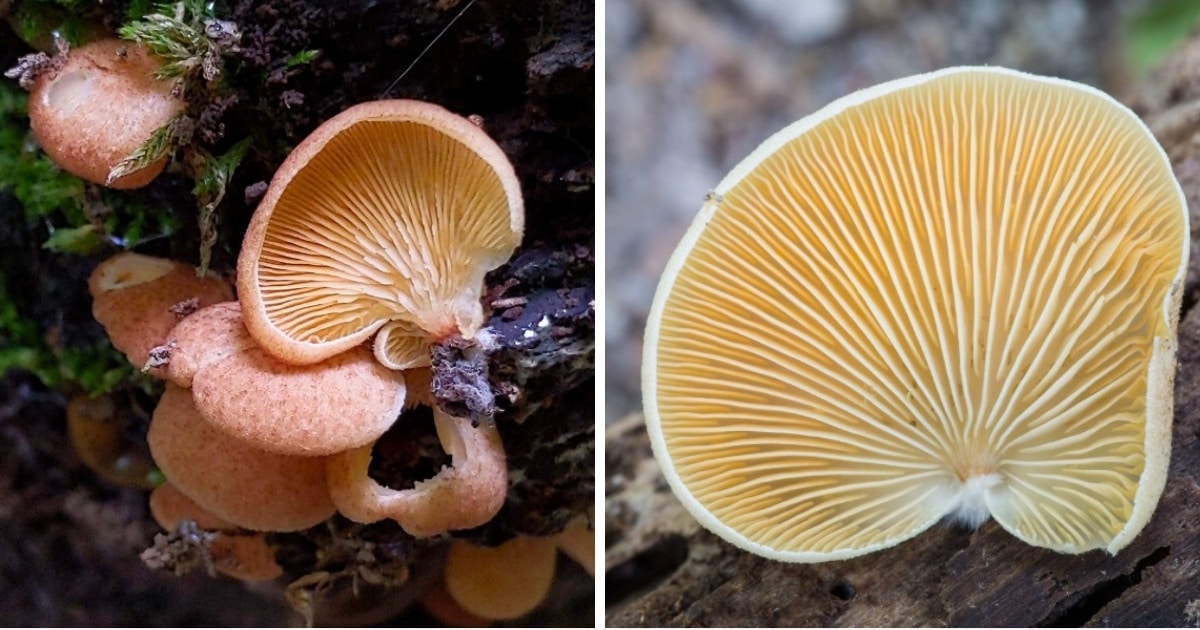 Orange Crep Mushroom: Identification and Lookalikes - Mushroom Appreciation