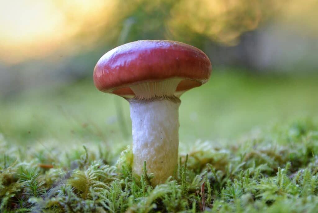 Spike Cap Mushrooms: Identification, Edibility, and Lookalikes ...