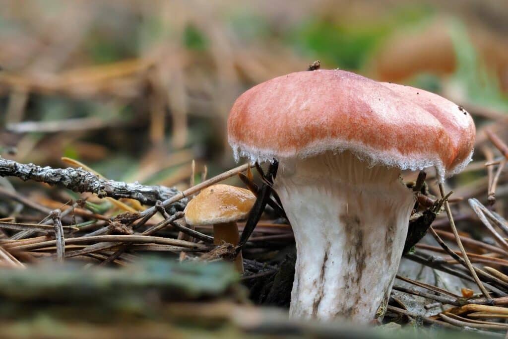 Spike Cap Mushrooms: Identification, Edibility, and Lookalikes ...
