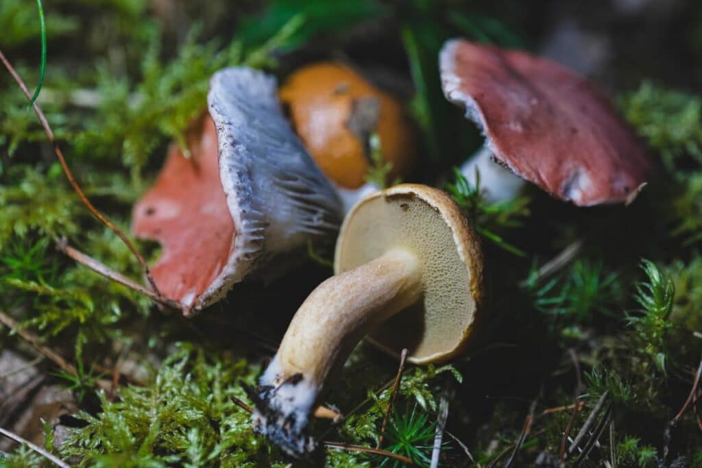 Spike Cap Mushrooms: Identification, Edibility, and Lookalikes ...