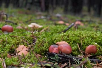 Spike Cap Mushrooms: Identification, Edibility, and Lookalikes ...