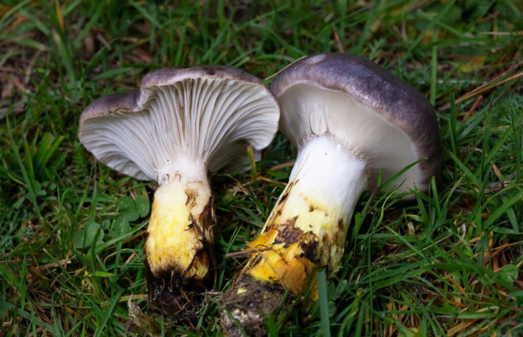 Spike Cap Mushrooms: Identification, Edibility, and Lookalikes ...