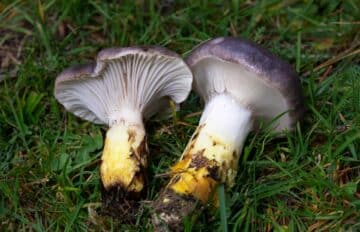 Spike Cap Mushrooms: Identification, Edibility, and Lookalikes ...