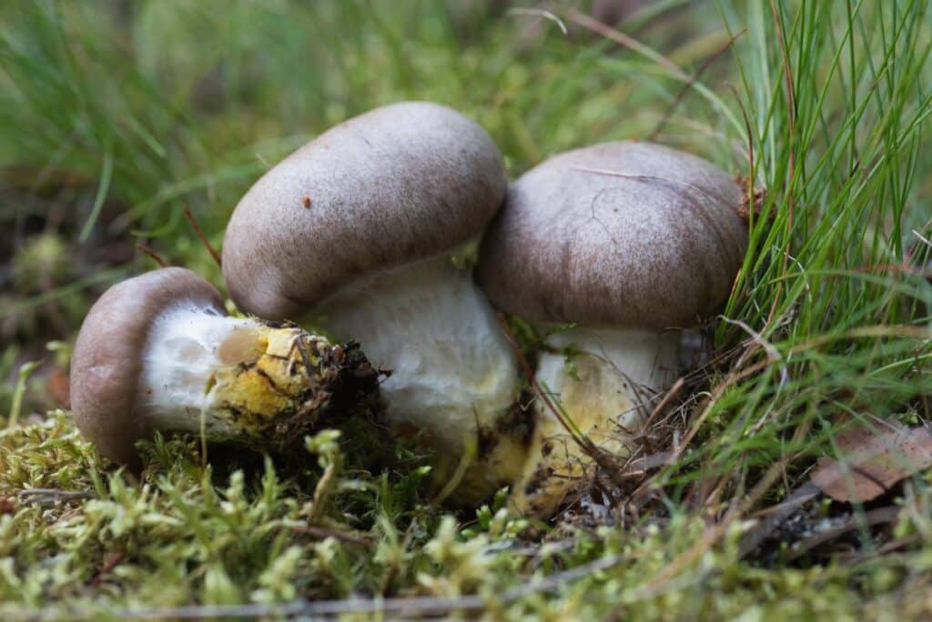 Spike Cap Mushrooms: Identification, Edibility, and Lookalikes ...