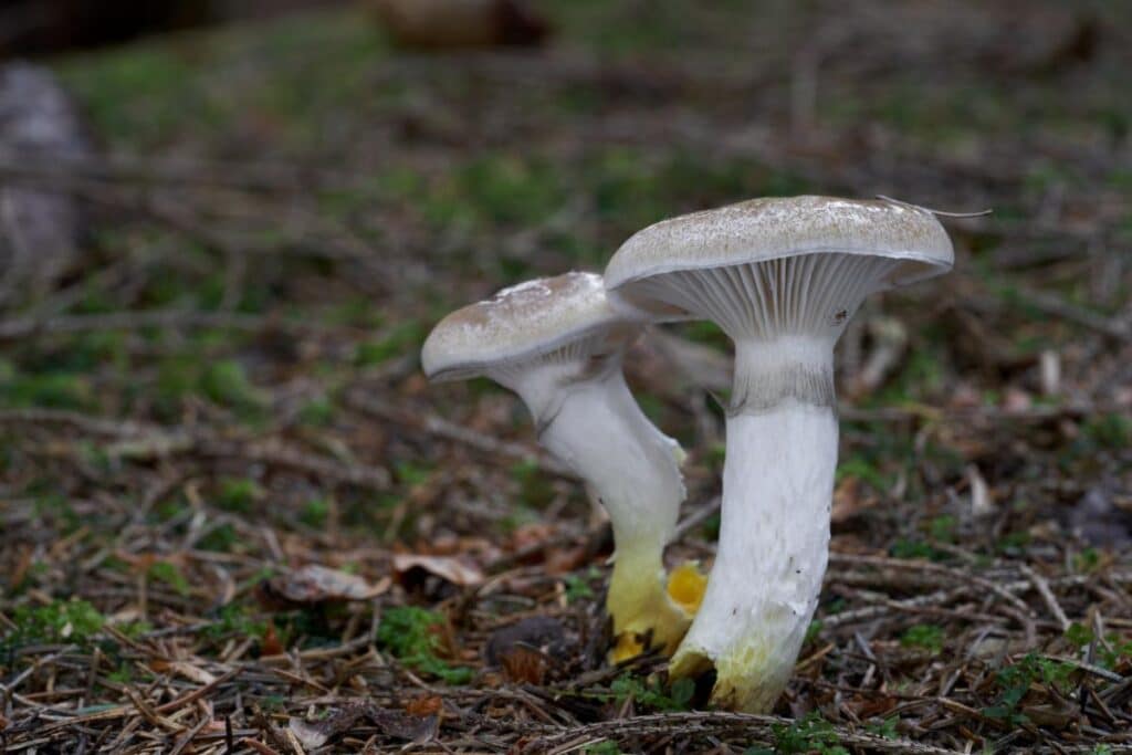 Spike Cap Mushrooms: Identification, Edibility, and Lookalikes ...