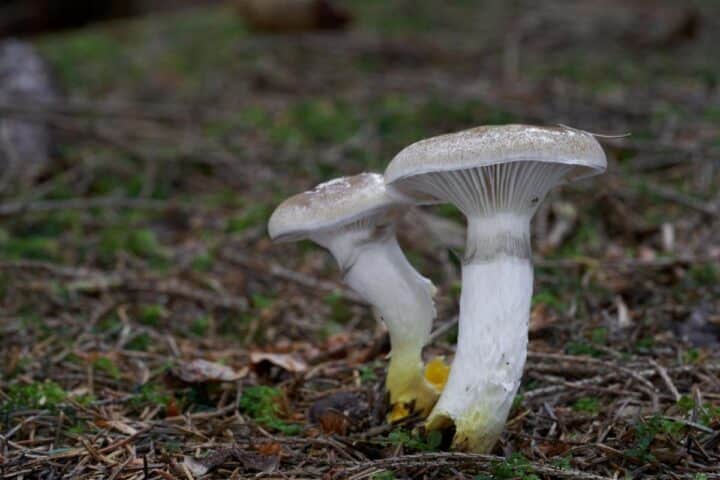 Spike Cap Mushrooms: Identification, Edibility, and Lookalikes ...