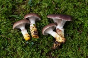 Spike Cap Mushrooms: Identification, Edibility, and Lookalikes ...