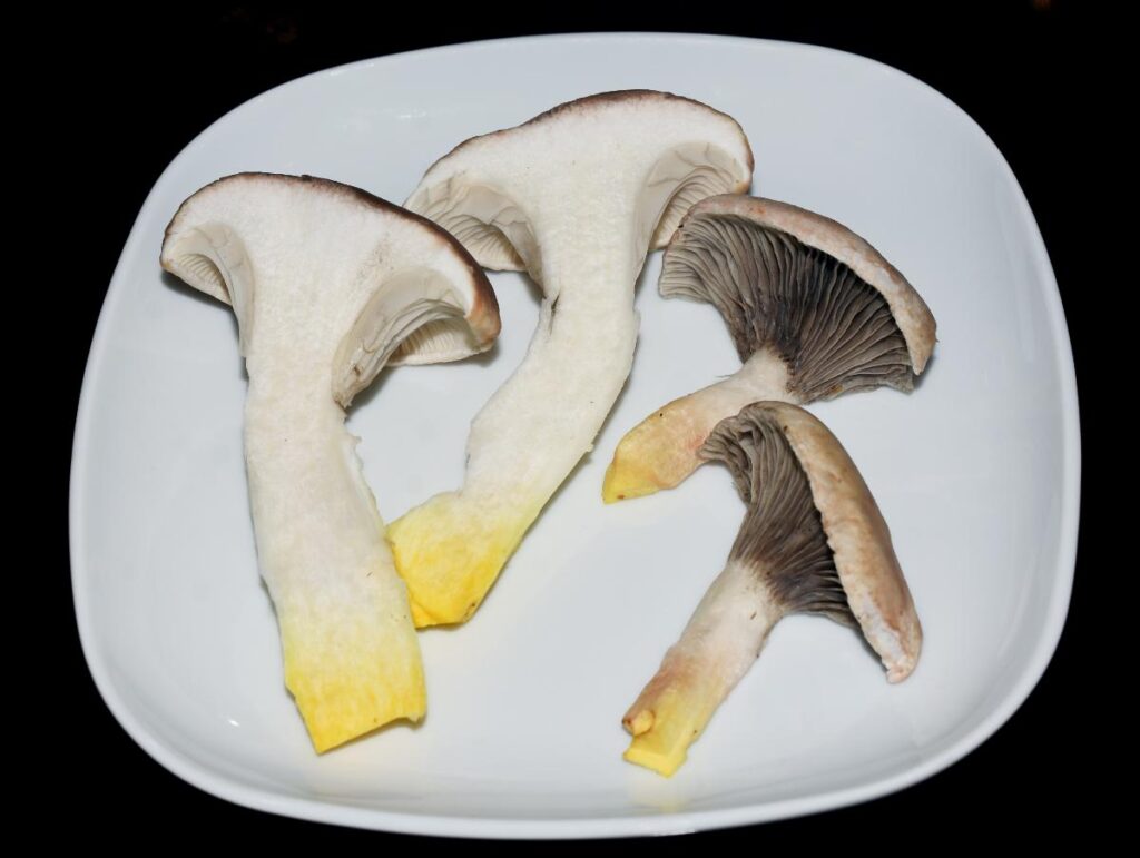 Spike Cap Mushrooms: Identification, Edibility, and Lookalikes ...