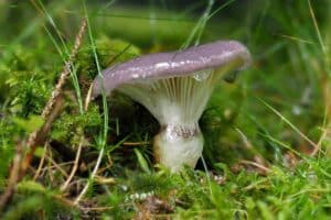 Spike Cap Mushrooms: Identification, Edibility, and Lookalikes ...