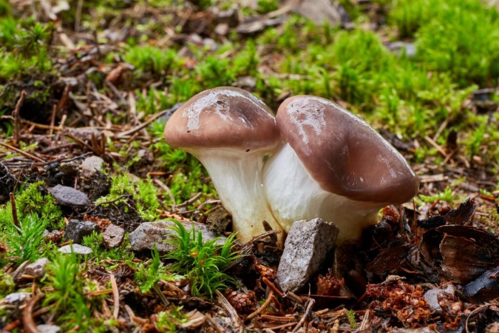 Spike Cap Mushrooms: Identification, Edibility, and Lookalikes ...