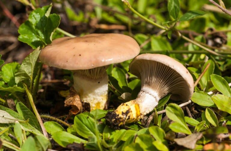 Spike Cap Mushrooms: Identification, Edibility, and Lookalikes ...