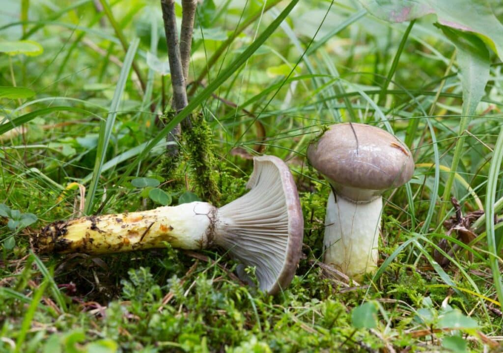 Spike Cap Mushrooms: Identification, Edibility, and Lookalikes ...