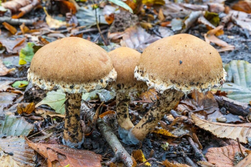 Weeping Widow Mushroom: Identification and Lookalikes - Mushroom ...