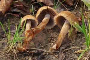 Weeping Widow Mushroom: Identification and Lookalikes - Mushroom ...