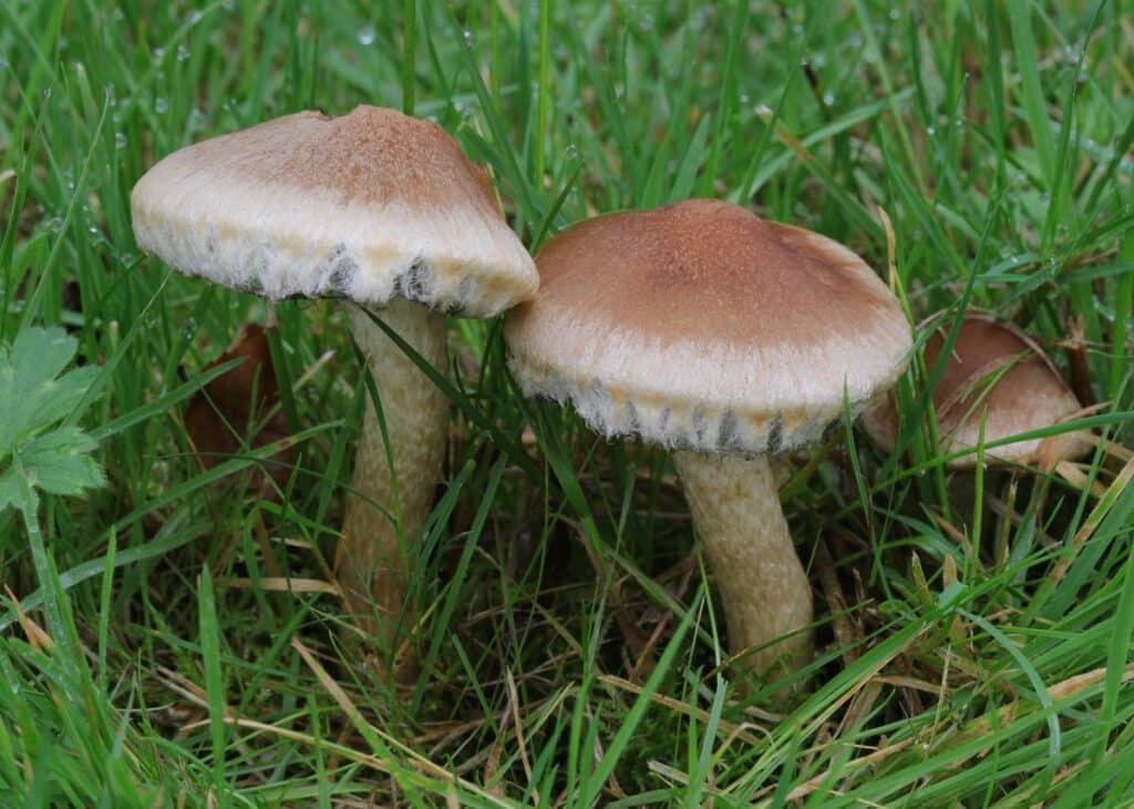 Weeping Widow Mushroom: Identification and Lookalikes - Mushroom ...