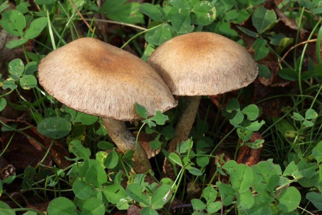 Weeping Widow Mushroom: Identification and Lookalikes - Mushroom ...