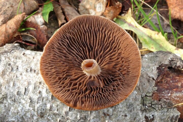 Weeping Widow Mushroom: Identification and Lookalikes - Mushroom ...