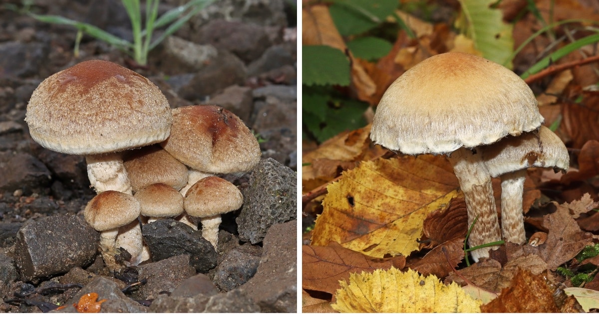 Weeping Widow Mushroom: Identification and Lookalikes - Mushroom ...