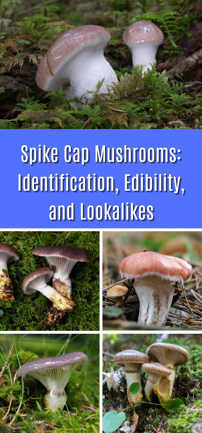 Spike Cap Mushrooms: Identification, Edibility, and Lookalikes ...