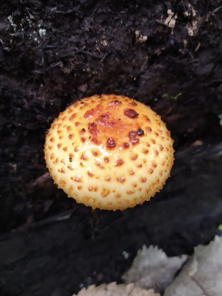 Pholiota Mushrooms of North America - Mushroom Appreciation