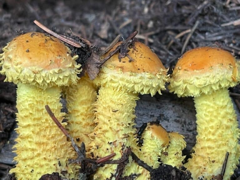 Pholiota Mushrooms of North America - Mushroom Appreciation